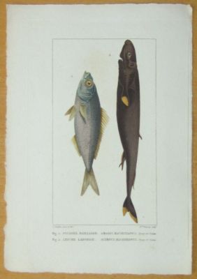 St. Vincent: Fish Rare - 1822 -- Antique Price Guide Details Page