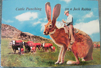 1962 VTG Comic Postcard Cattle Punching on a Jack Rabbit Exaggerated ...