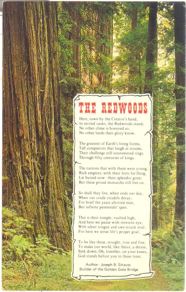 Vintage California Chrome Postcard The Redwoods Poem Sequoia Forest ...