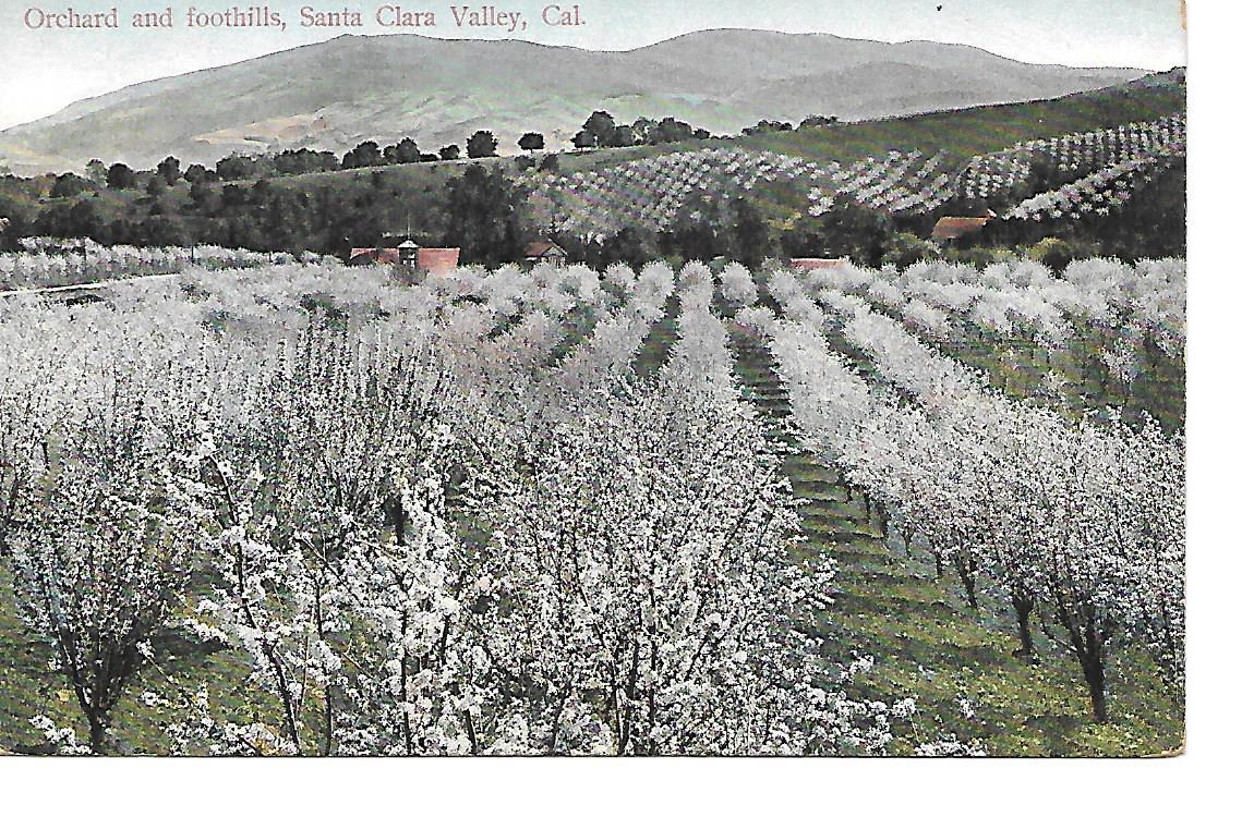 SAN CLARA CALIFORNIA ORCHARD in BLOSSOM FRUIT FARMING c1908 POSTCARD ...
