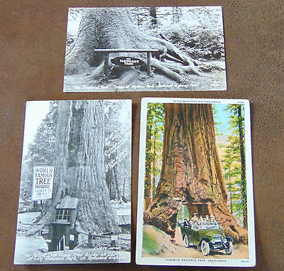 8 vintage redwood tree type postcards -- Antique Price Guide Details Page