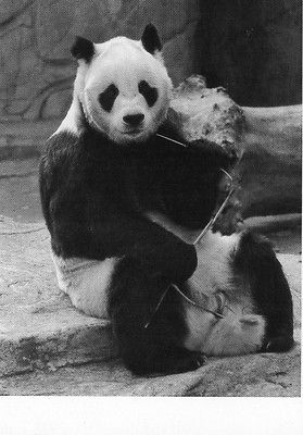 postcard of GIANT PANDA -- Antique Price Guide Details Page
