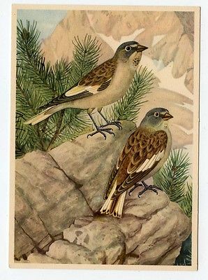 Vintage Russian Postcard Birds of the Soviet Union - Common Chaffinch ...