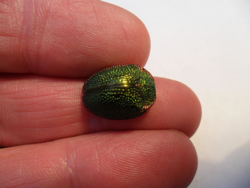 Antique Real Egyptian Scarab Beetle Removed From Victorian Jewellery ...