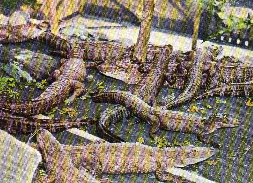 postcard of CROCODILES Wani-jigoku Kameyama Beppu Japan -- Antique ...