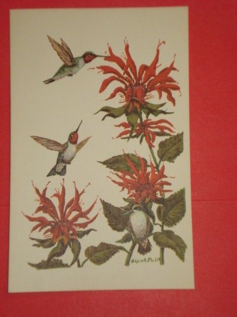 Antique db artist signed post card Humming birds by Alfred Fuller ...