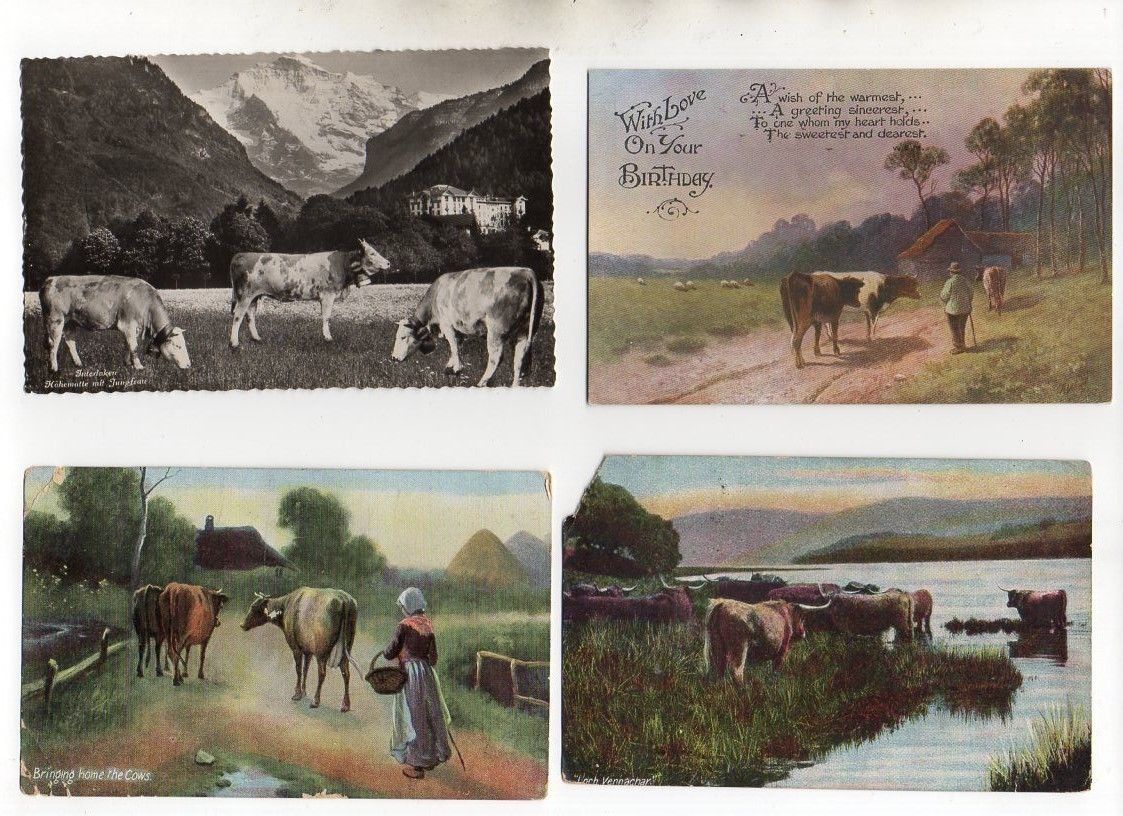 10 VINTAGE postcards of CATTLE COWS art photograph & greeting ...