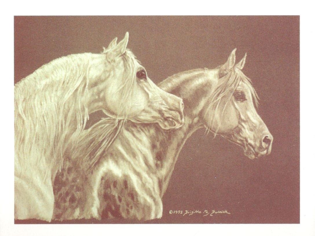 Arabian Horse Postcard -- Antique Price Guide Details Page