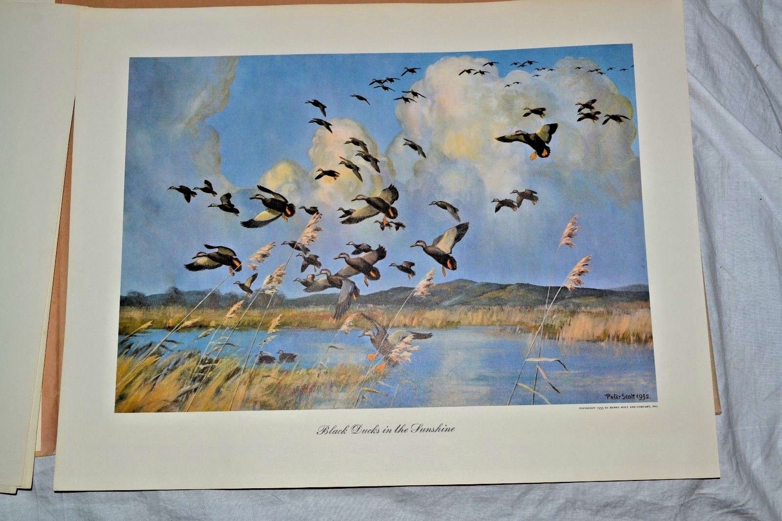 1953 Peter Scott Field & Stream Portfolio Waterfowl Paintings 4 of 6 ...