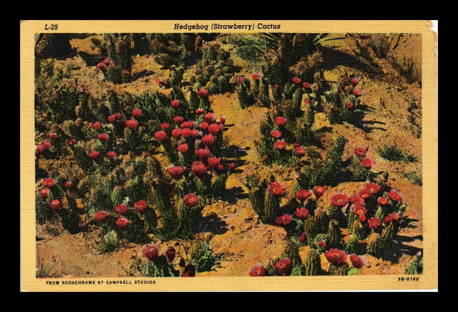 DR JIM STAMPS US HEDGEHOG CACTUS LINEN DESERT VIEW POSTCARD ARIZONA ...
