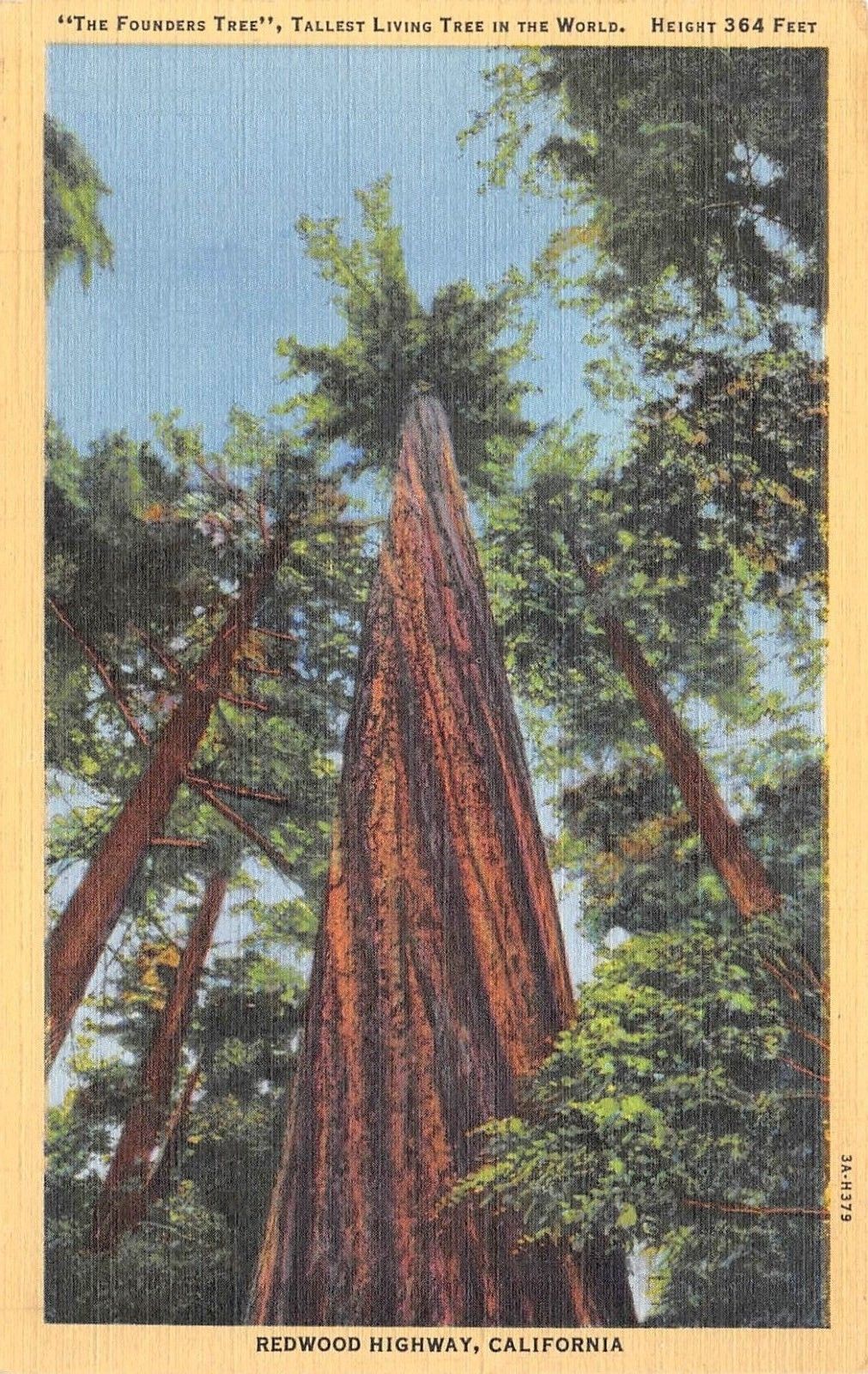 C0409 The Founders Tree Tallest in World Redwood Hwy CA - 1933 Teich ...