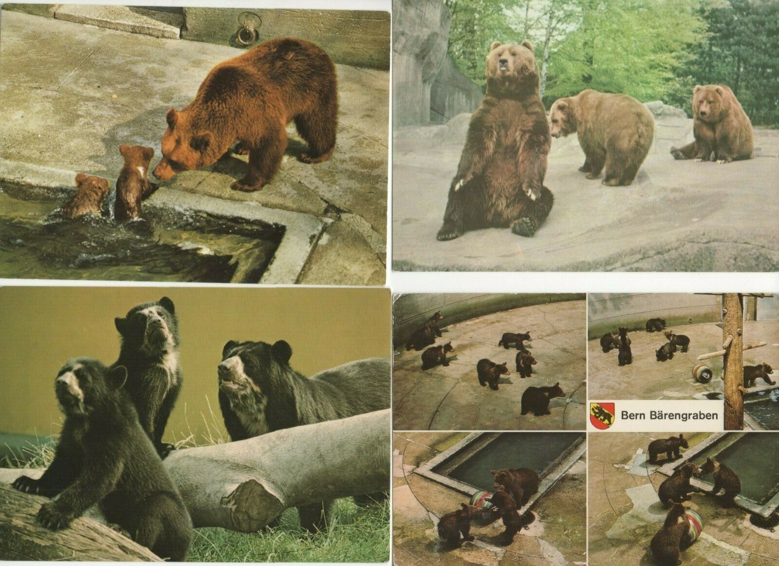 9 postcards of BEARS IN ZOOS -- Antique Price Guide Details Page