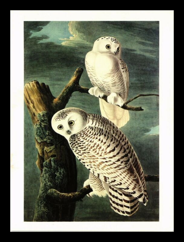 DR JIM STAMPS US SNOWY OWLS JOHN JAMES AUDUBON TOPICAL CONTINENTAL SIZE ...