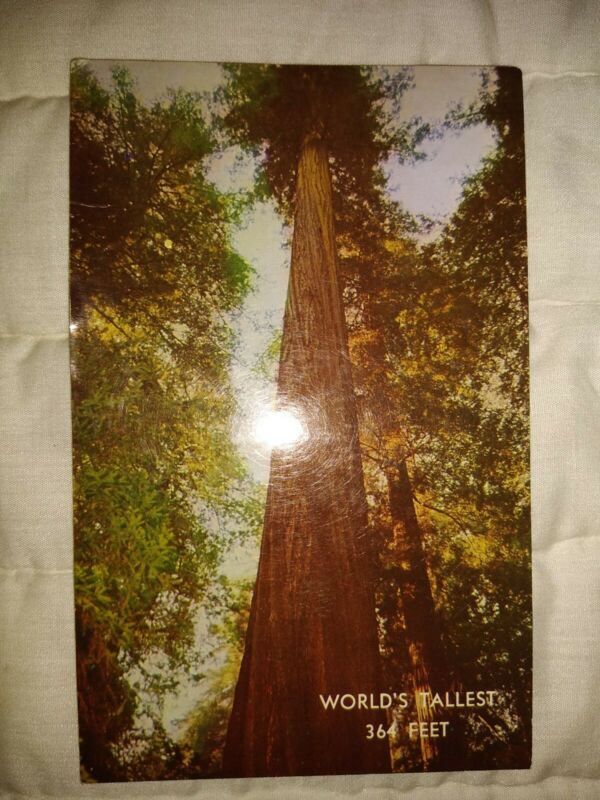Founders Tree Redwoods Worlds Tallest California Unposted Vintage ...