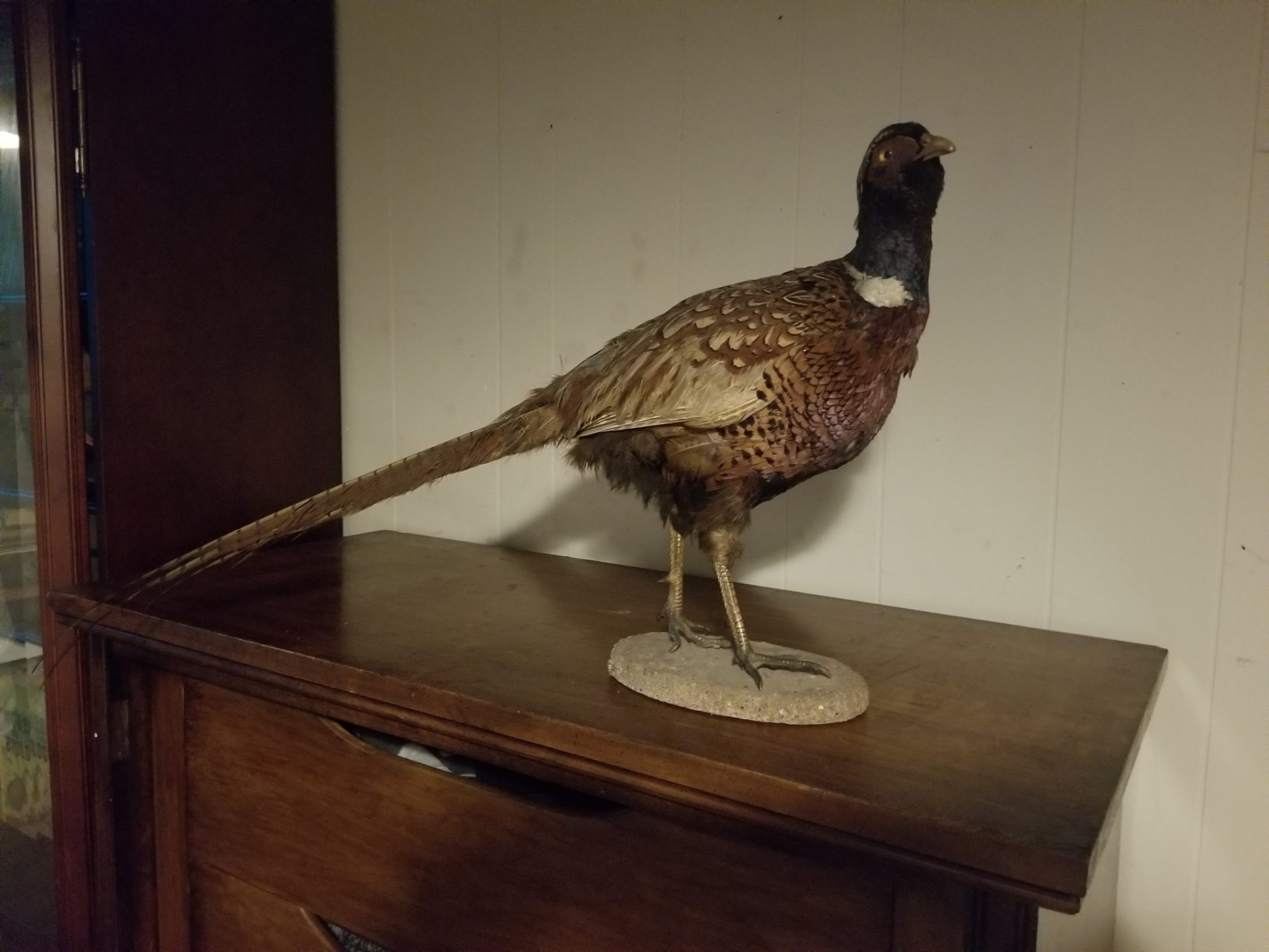 Taxidermy pheasant with stand – AntiquesNavigator — Online Antique Stores